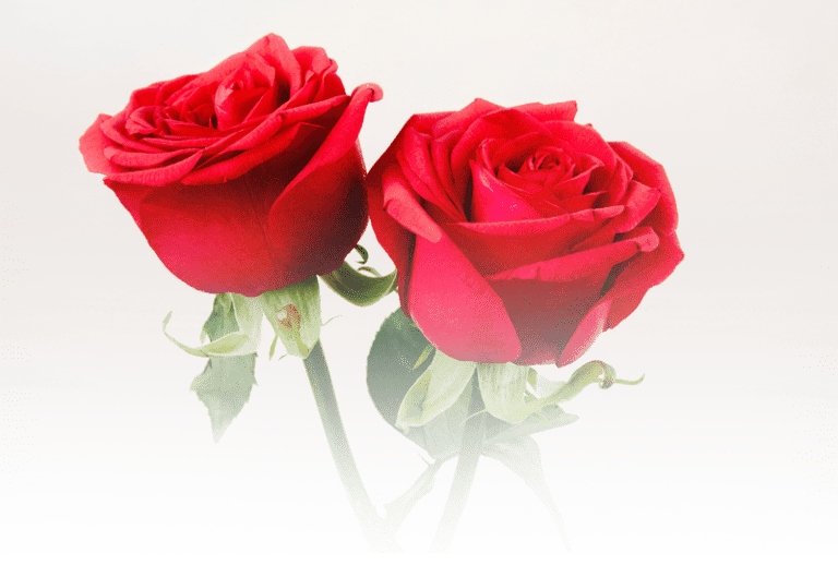 HUTCH Cheer Points: Get Rewarded for Your Team Spirit